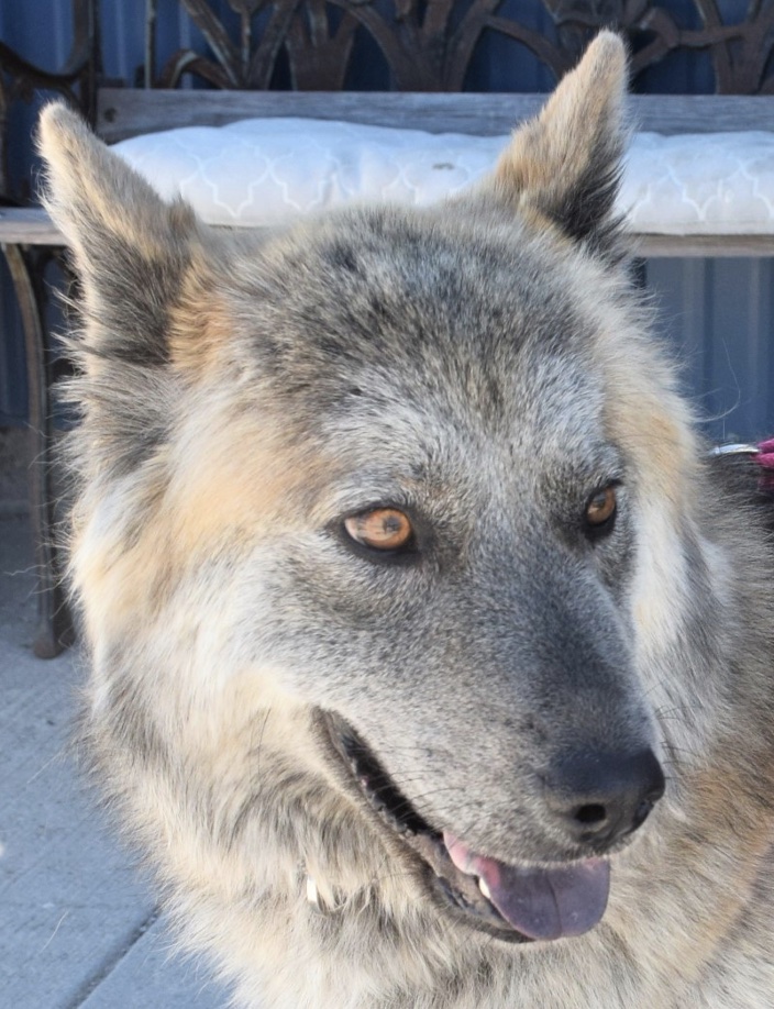CAPS: These Griffons are loyal and great hunters | Carson City’s ...