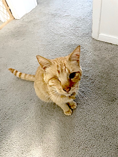 February is Responsible Pet Owner Month | Serving Minden-Gardnerville ...