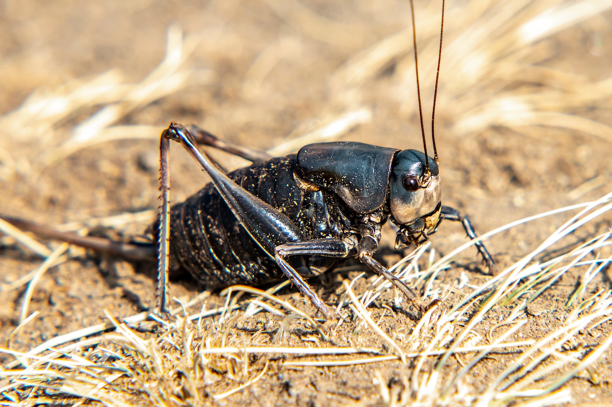 Cricket treatment planning underway for Northern Nevada | Carson City’s ...