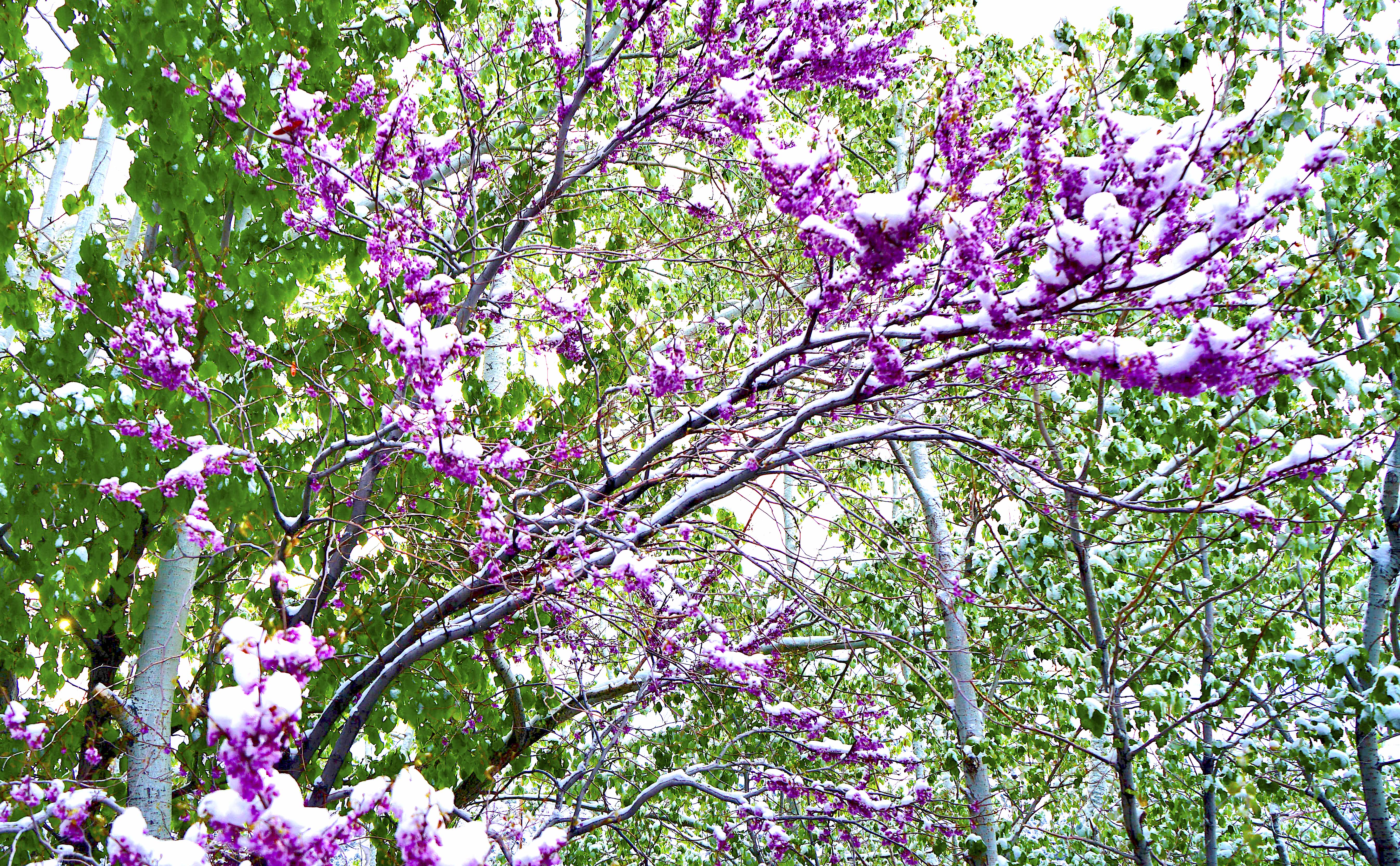 Fast-moving storm brings foot of snow to the Sierra | Serving Minden-Gardnerville and Carson Valley