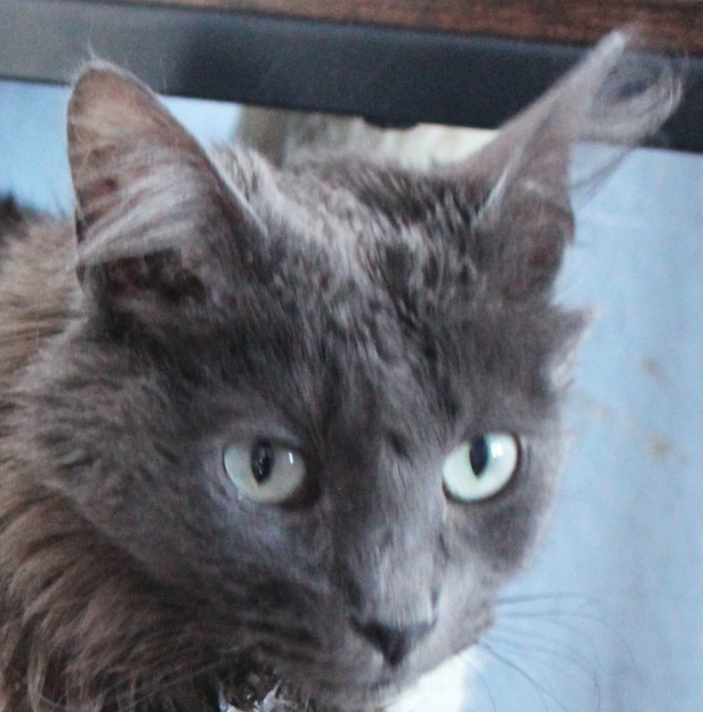 CAPS: Do you know what your cat prays for? | Carson City’s Trusted News ...