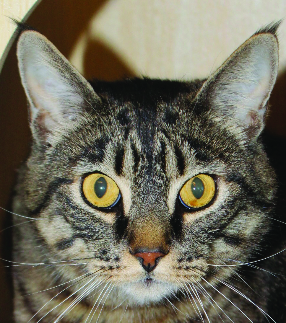 CAPS: Cats and their many shades of gray | Carson City’s Trusted News ...