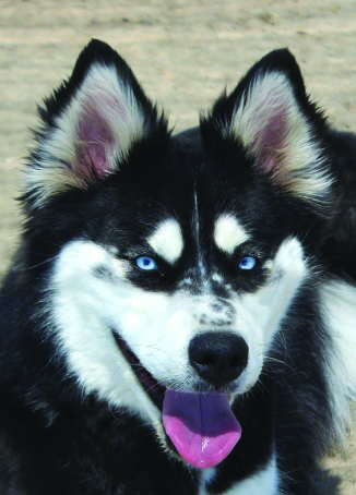 CAPS: Help needed to keep from capsizing | Carson City’s Trusted News ...