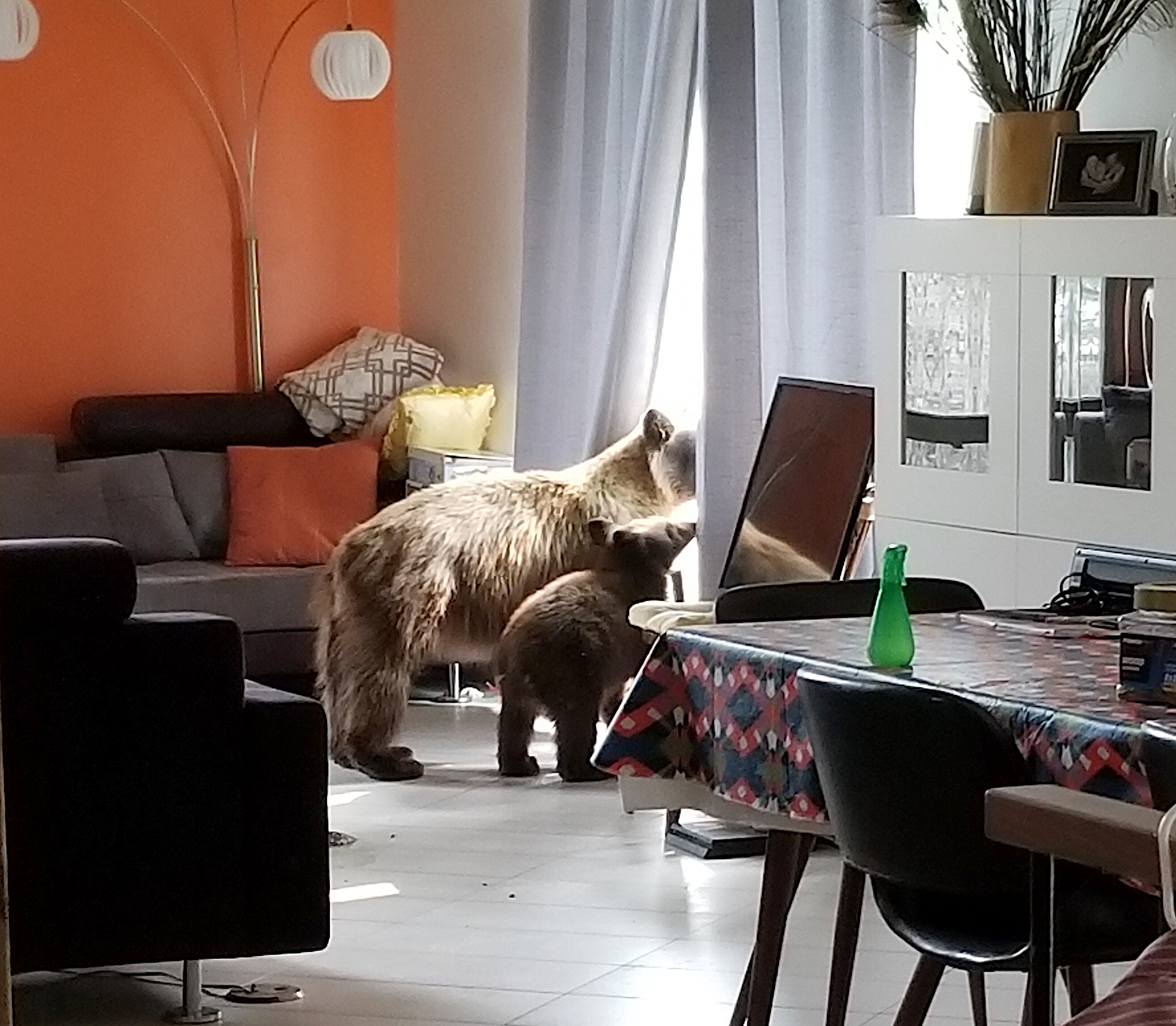 Bear dogs at Carson Valley Museum on Saturday | Serving Minden ...