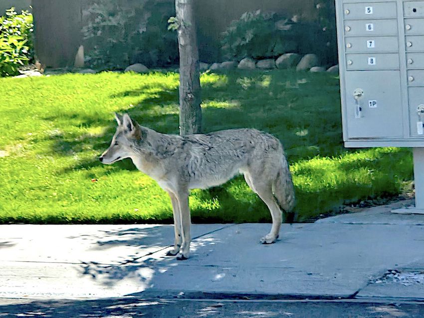 Pointers on living in proximity to coyotes | Serving Minden ...