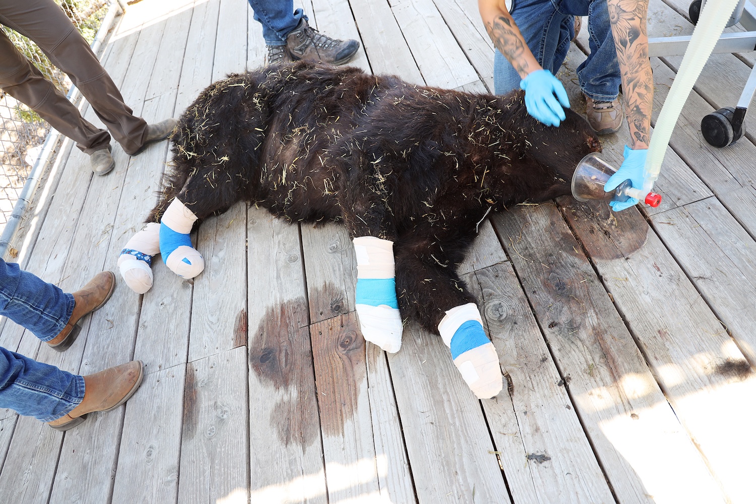 Bear euthanized after being too badly burned at Davis Fire | Serving ...