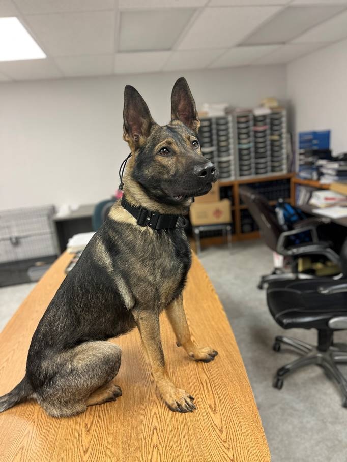 Carson sheriff’s K-9 to take part in multi-agency event Saturday ...