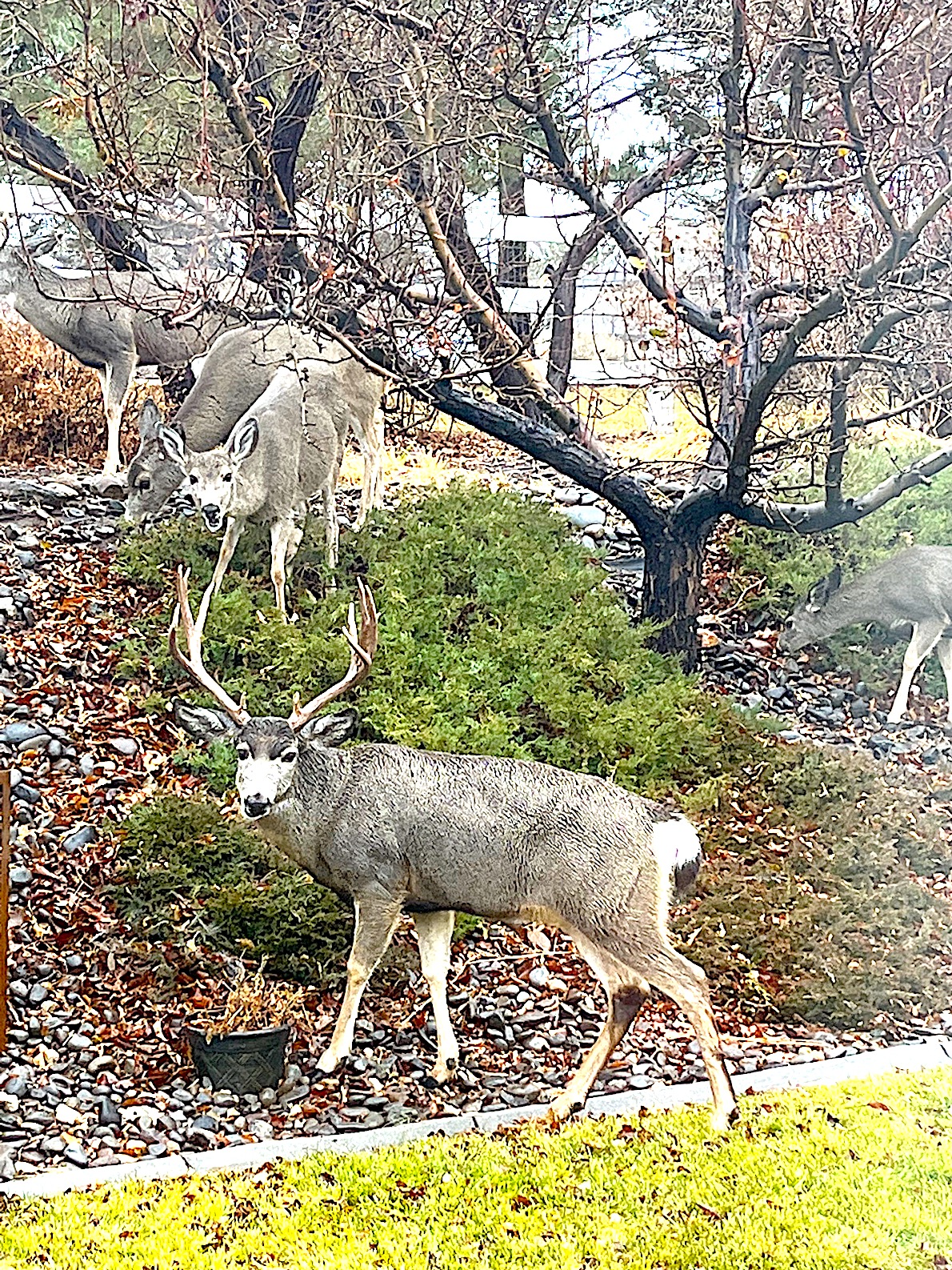 A dashing deer encounter | Serving Minden-Gardnerville and Carson Valley