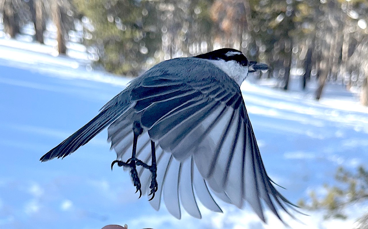 Get ready for the Great Backyard Bird Count | Serving Minden ...