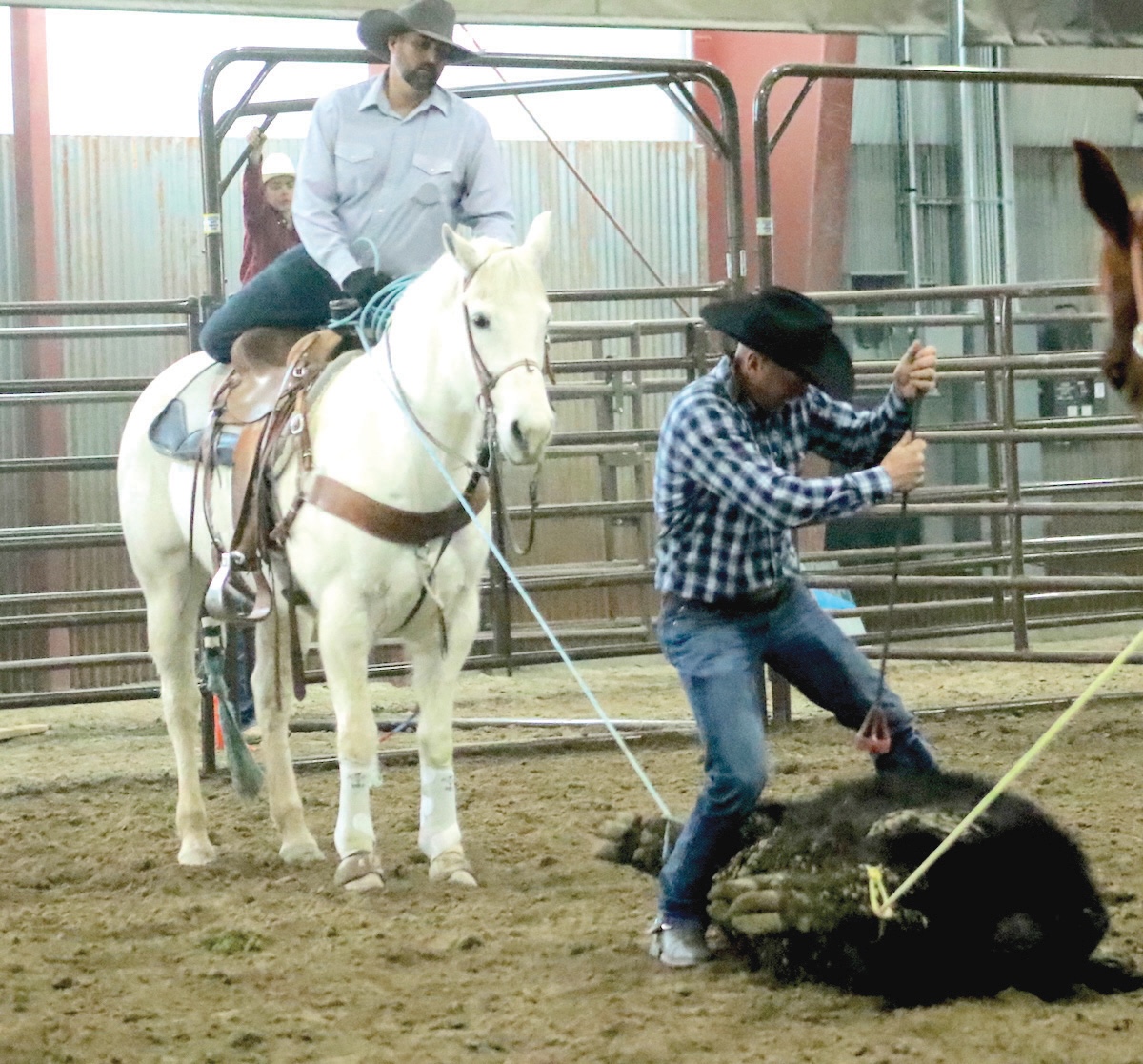 Bull sale kicks off this week | Carson City’s Trusted News Source Since ...