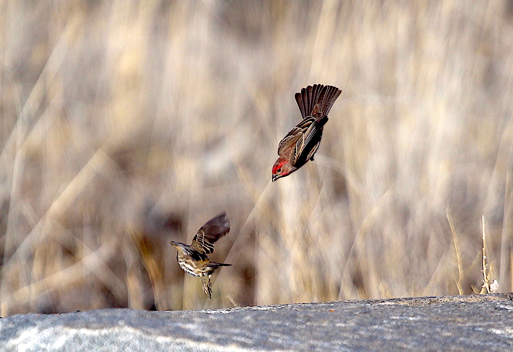 Nature Conservancy hosts Christmas Bird Count Dec. 28 | Serving Minden ...