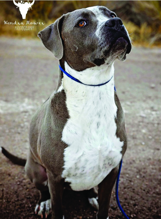 CAPS: Celebrating the flying groups helping animals | Carson City’s ...