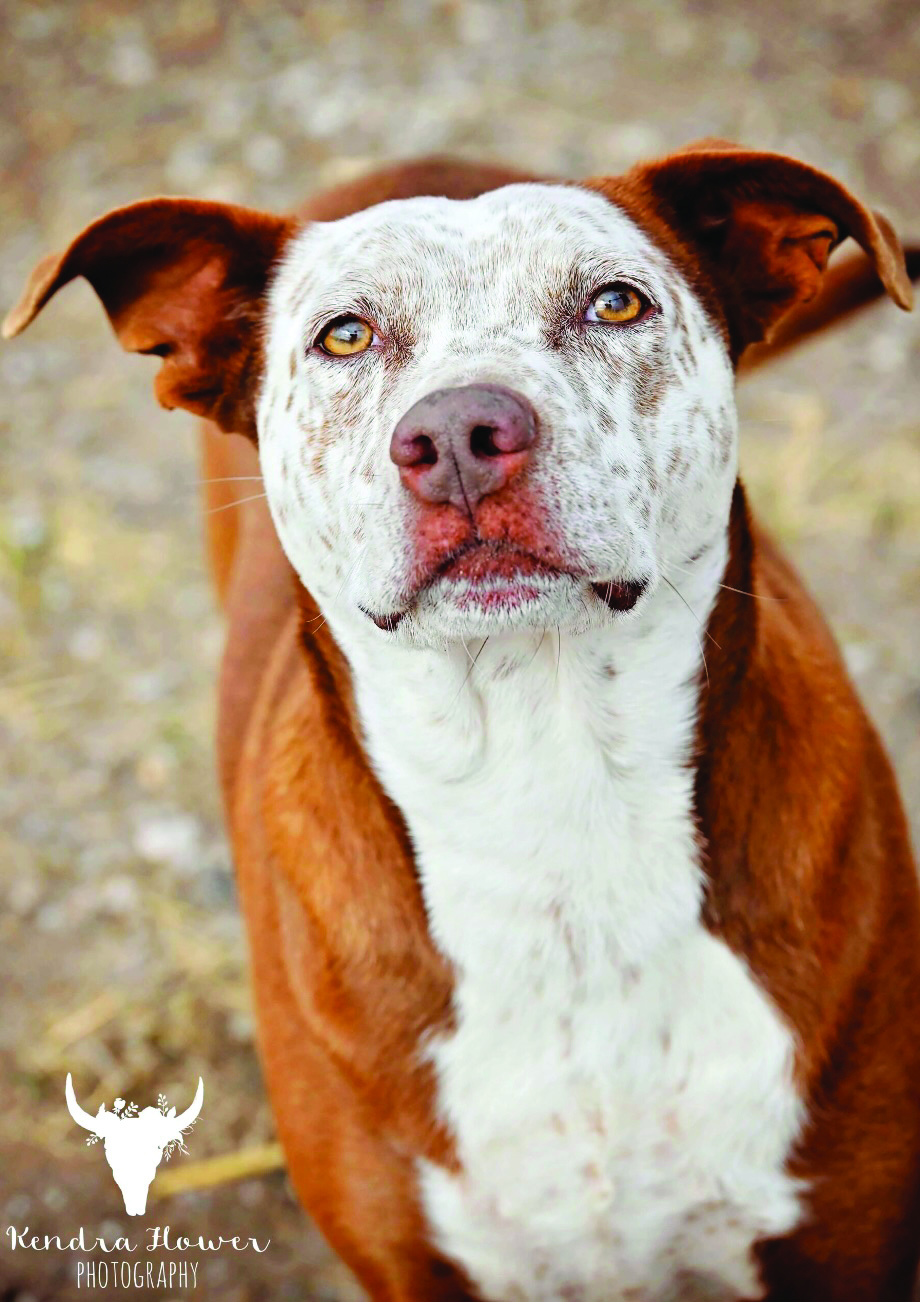 CAPS: Big news for big dogs’ lifespans | Carson City’s Trusted News ...