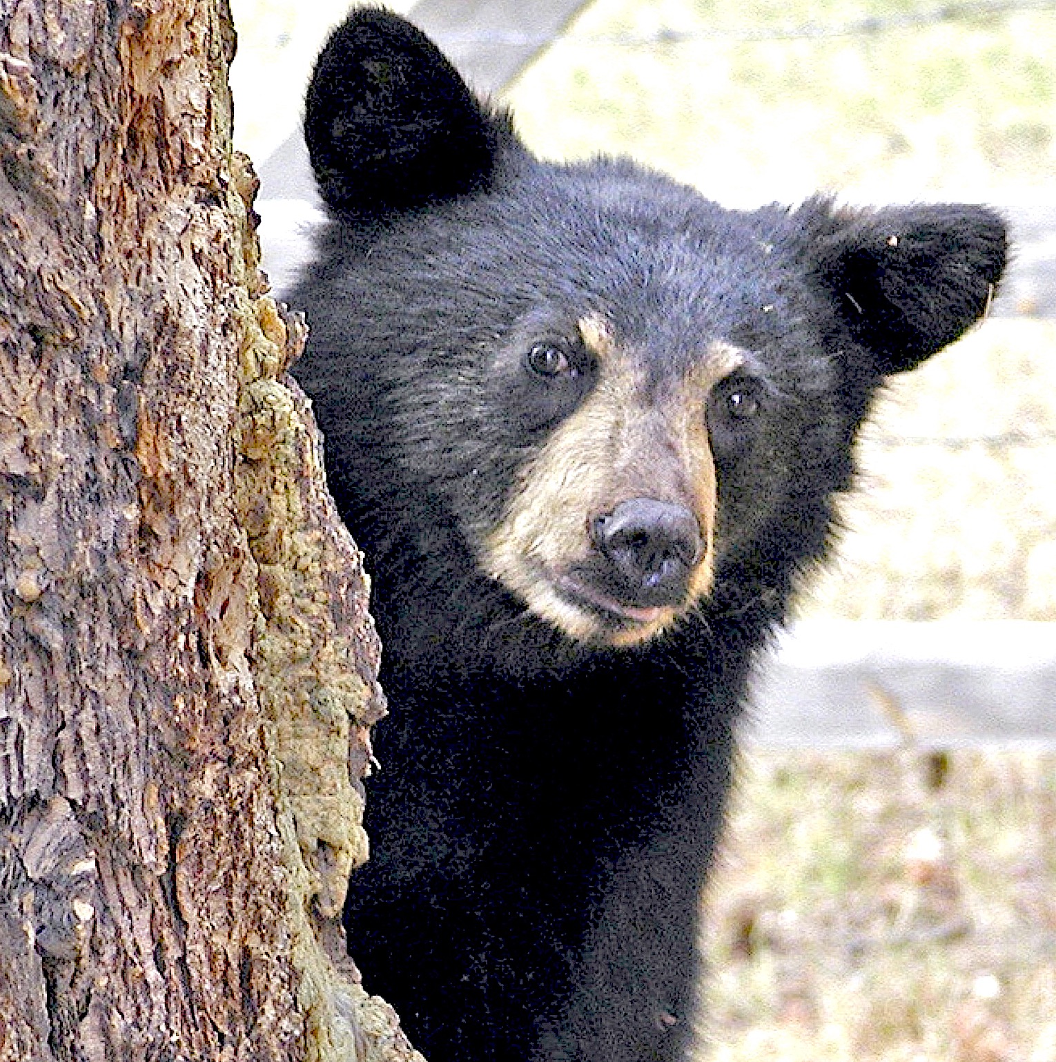 California reimbursing Alpine East Slope residents to install bear ...