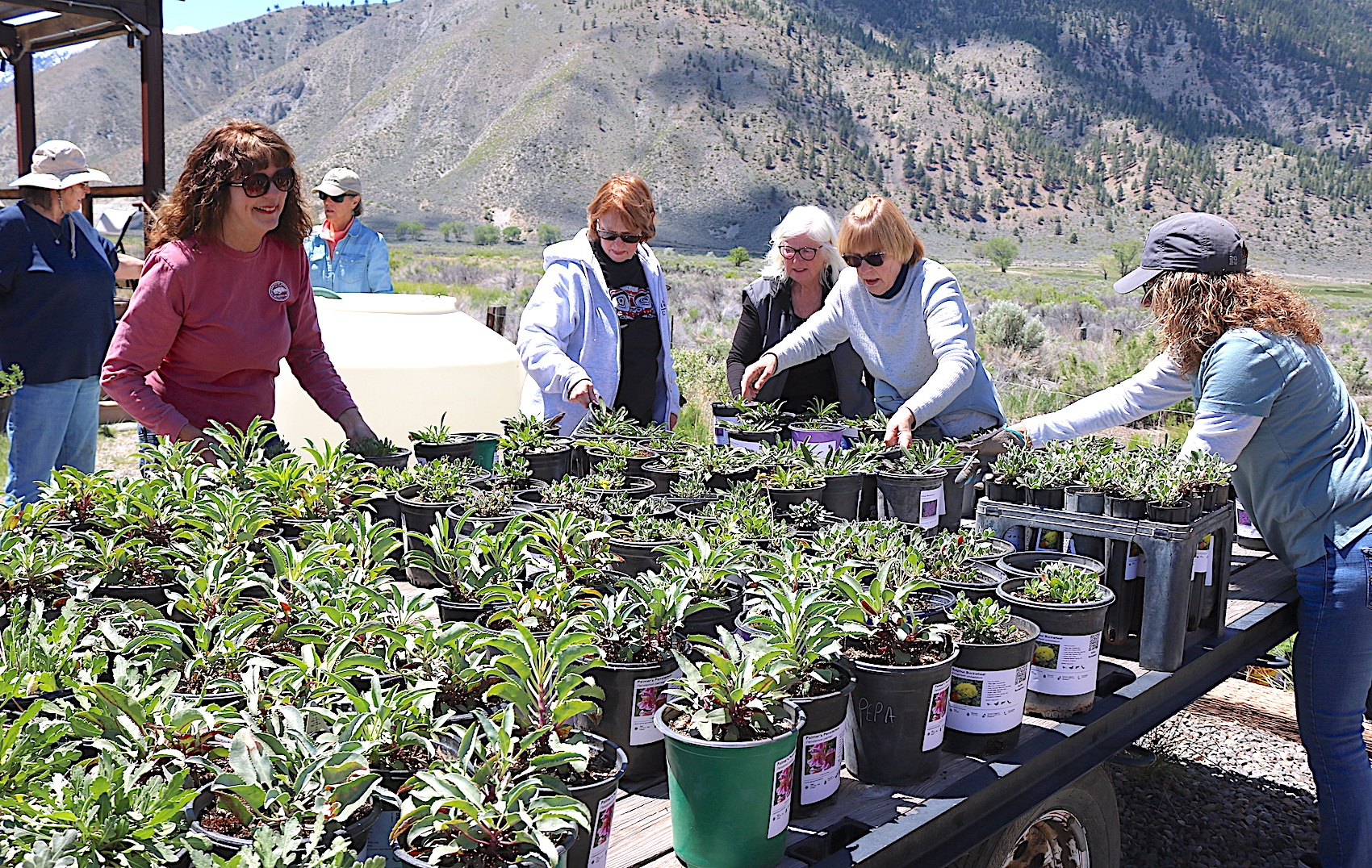Master Gardeners host native plant sale | Serving Minden-Gardnerville ...