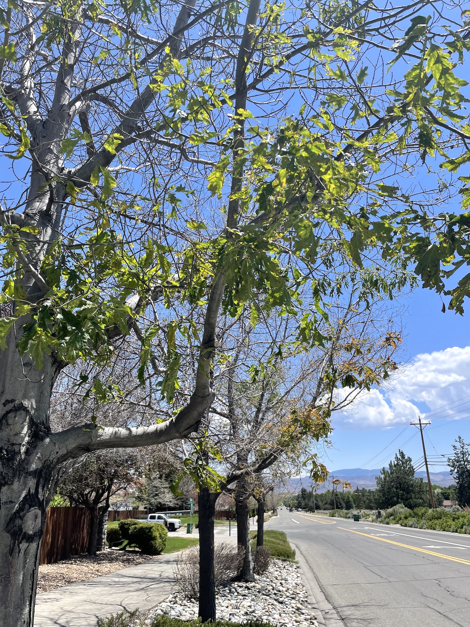 Carson City parks officials probing tree decline | Carson City’s ...