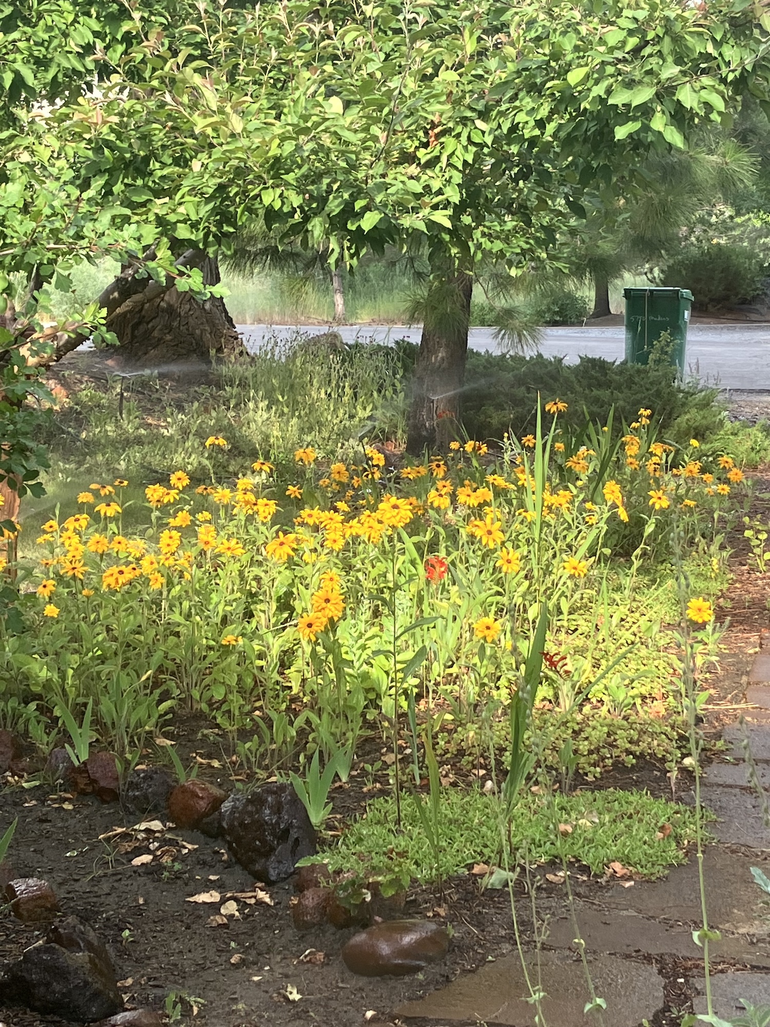 JoAnne Skelly: Chaos gardening is my thing | Carson City’s Trusted News Source Since 1865