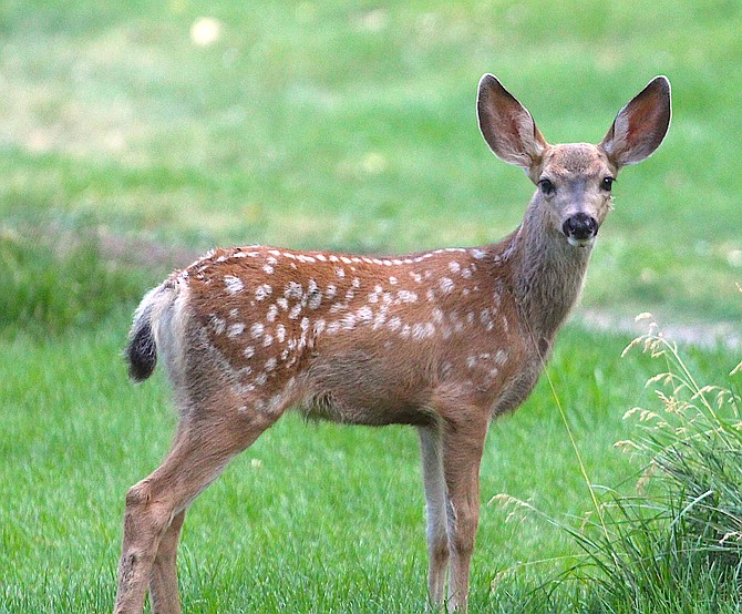 The July 23, 2025, R-C Morning Report | Serving Minden-Gardnerville and ...