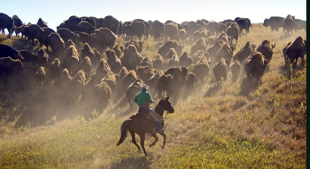 Travel: Great Buffalo Roundup a must see immersive experience | Carson ...