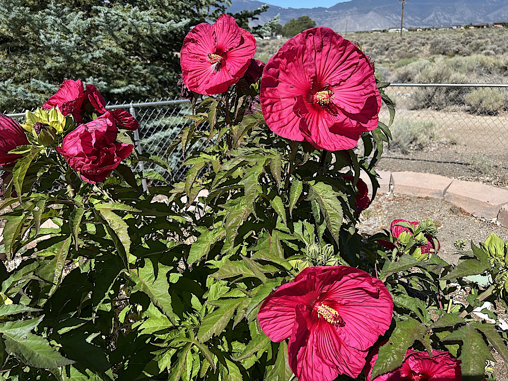 The Aug. 13, 2025, R-C Morning Report | Serving Minden-Gardnerville and ...