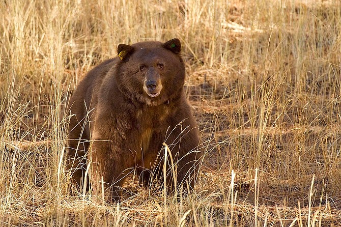 Bears becoming a problem in west Carson City | Carson City’s Trusted ...