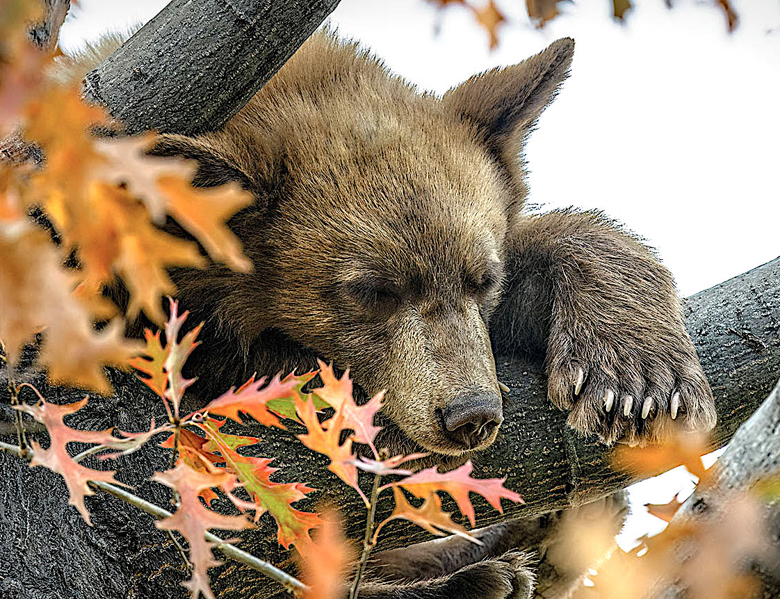 Kingsbury couple survives bear encounter with scratches | Serving ...