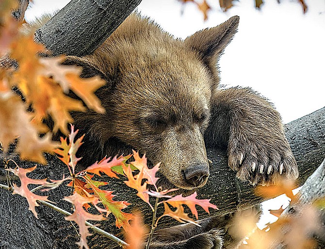 Kingsbury couple survives bear encounter with scratches | Serving ...