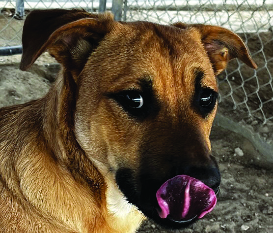 CAPS: Christmas wishes and dog kisses | Carson City’s Trusted News ...