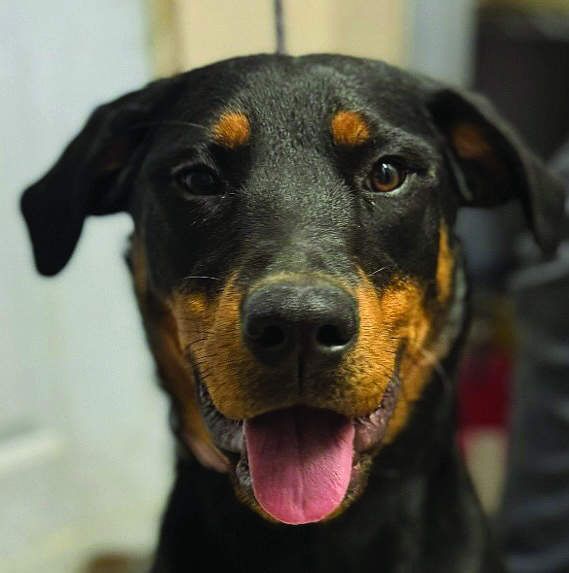 Genius dogs amaze scientists | Carson City’s Trusted News Source Since 1865