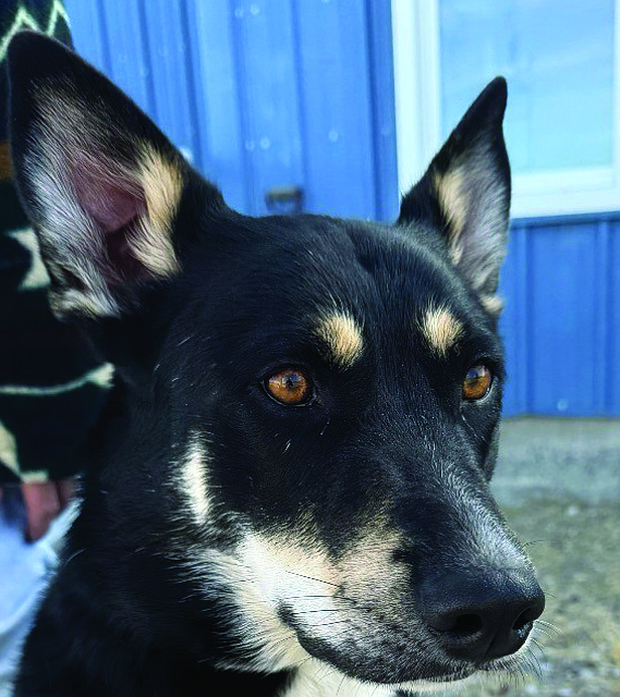 Avalanche dogs to the rescue | Carson City’s Trusted News Source Since 1865