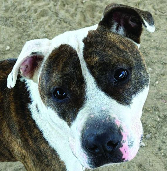 The Dog-Aging Project is expanding | Carson City’s Trusted News Source ...