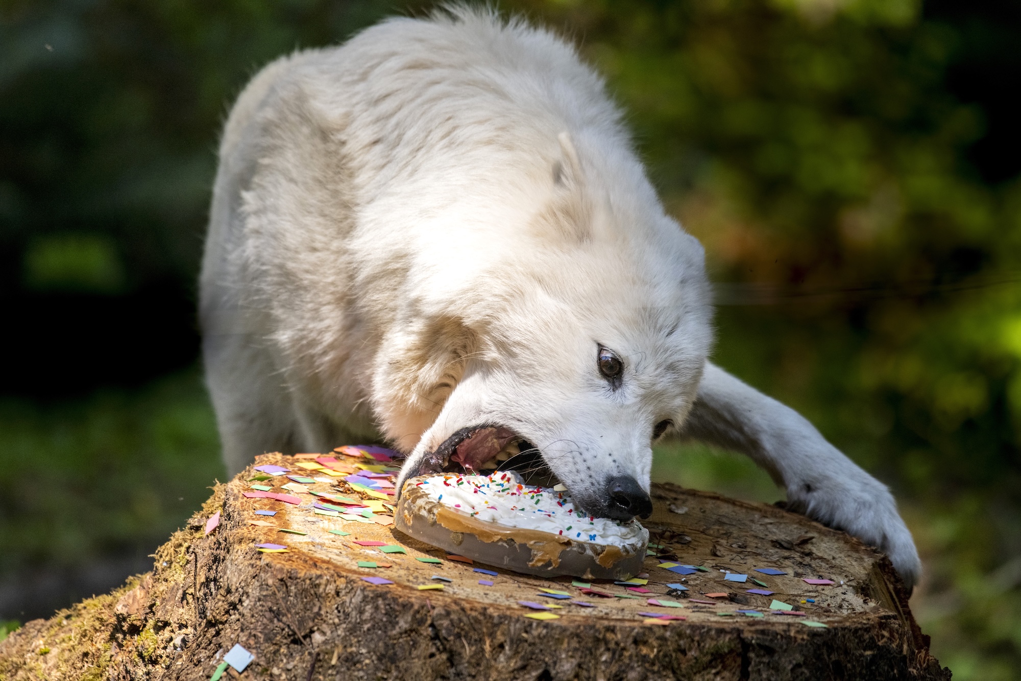 50 wild years: Northwest Trek marks half-century with festivities on ...