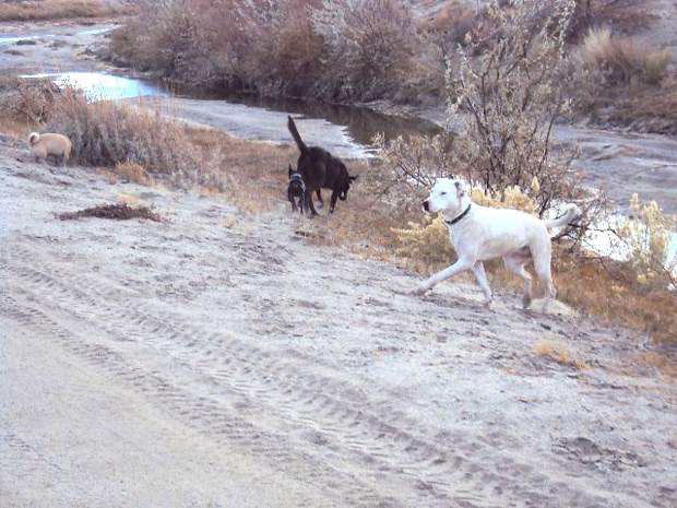 County dog ordinance becomes legal | Carson City’s Trusted News Source ...