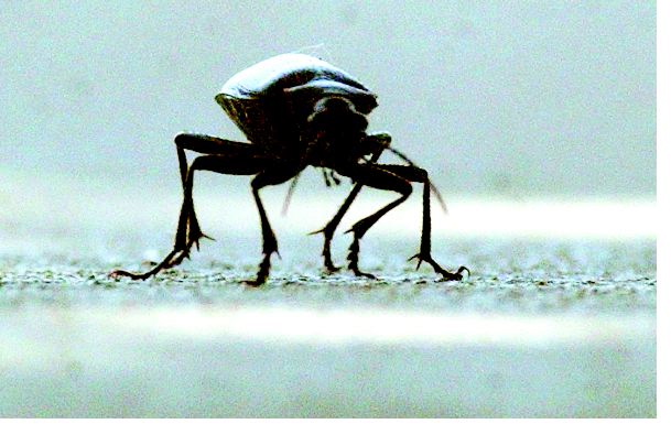 Invasion of the beetles | Carson City’s Trusted News Source Since 1865