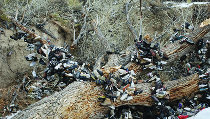 Vandals chop down famous 'Shoe Tree' on Highway 50 | Carson City’s ...