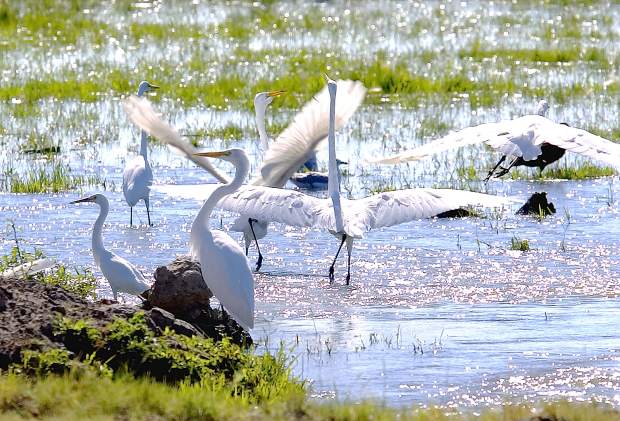 Spring Wings soars | Carson City’s Trusted News Source Since 1865