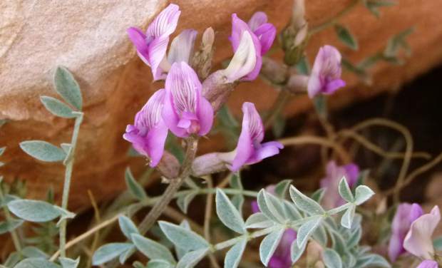Native flowers: What every Nevada lover should know | Serving Northern ...
