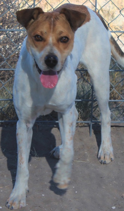 Satchmo learns patience with Watson | Carson City’s Trusted News Source ...