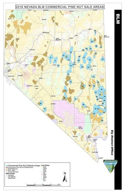 Eastern Nevada, a hub for commercial pine nut harvesting | Serving ...