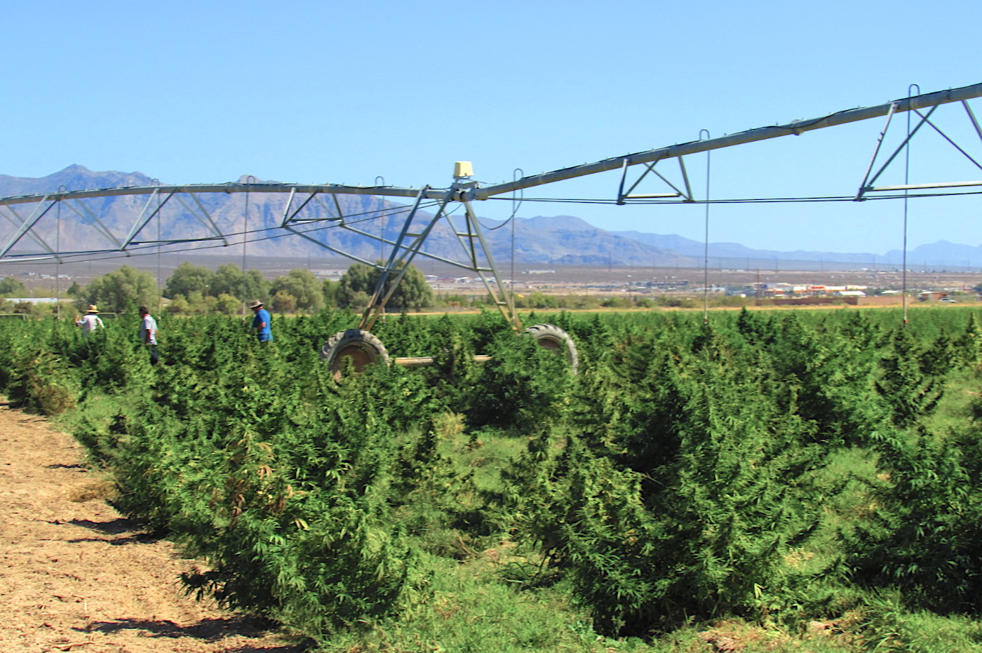 Nevada's 4th hemp harvest begins; industry has grown 600 percent since ...